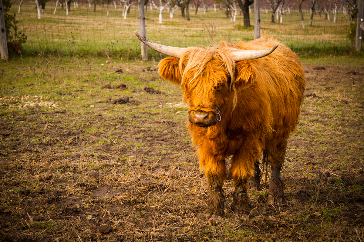 Furry Cows, sustainable eating and the cutest things I’ve seen since ...