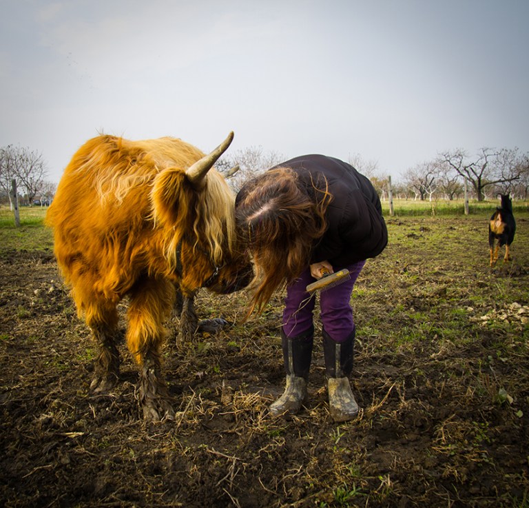 Furry Cows, sustainable eating and the cutest things I’ve seen since ...