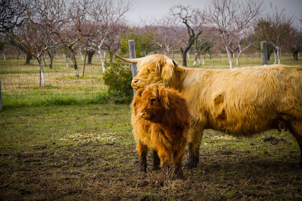Furry Cows, sustainable eating and the cutest things I’ve seen since ...