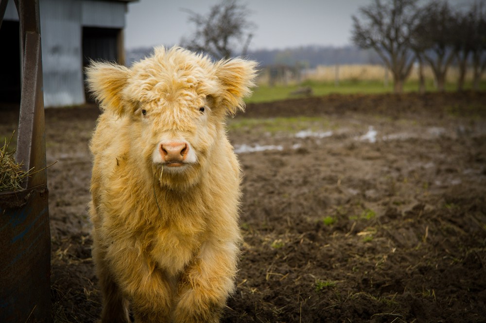 Furry Cows, sustainable eating and the cutest things I’ve seen since ...