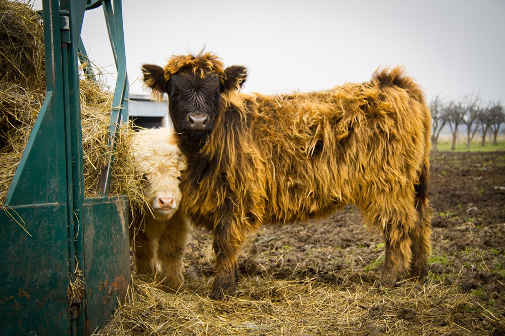 Furry Cows, sustainable eating and the cutest things I’ve seen since ...