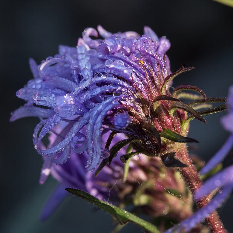 Morning Dew – A Study in the Credit River Valley | The Blue Brick ...